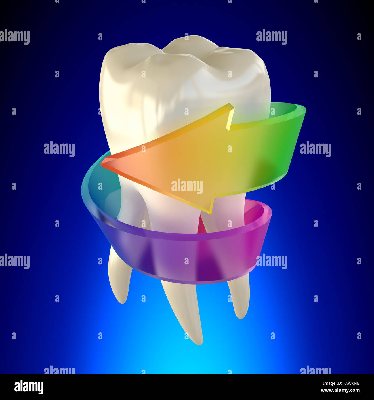 Tooth Molar Healthy isolated on blue background Stock Photo - Alamy