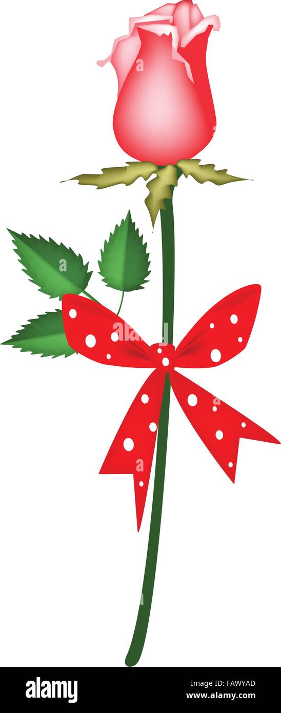Beautiful Red Rose with Red Ribbon and Bow, Flower Is A Perfect ...