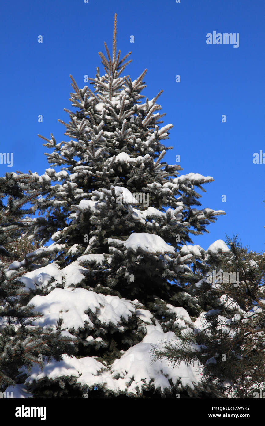 Canada snow tree hi-res stock photography and images - Alamy