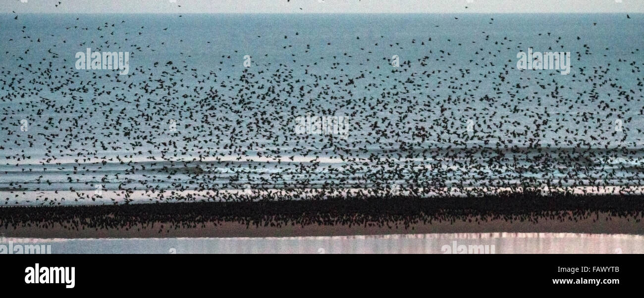 Birds in Flight, flying in the clouds flocks of Starlings at Blackpool ...