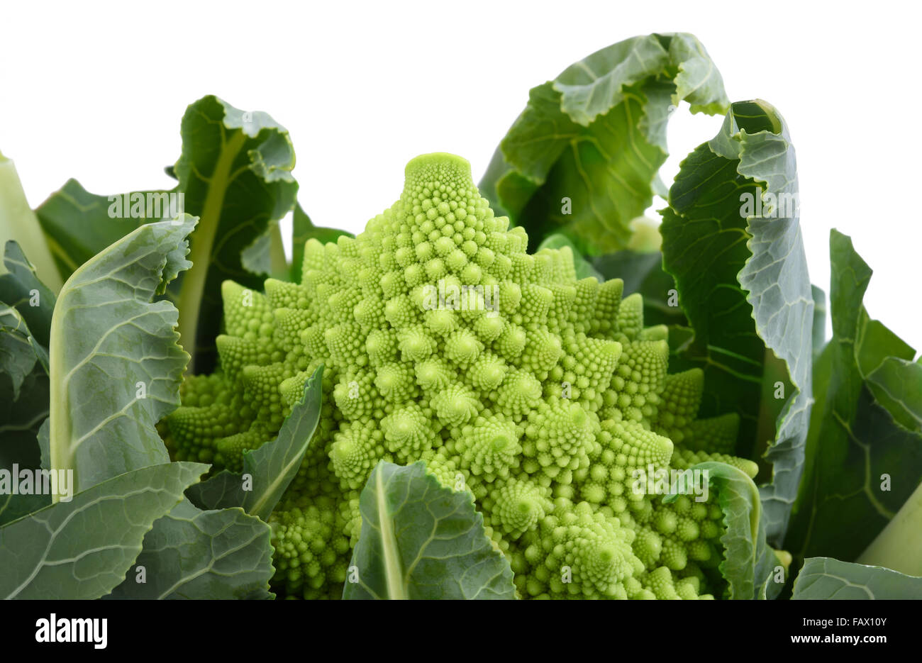 Roman cauliflower isolated on white background Stock Photo - Alamy