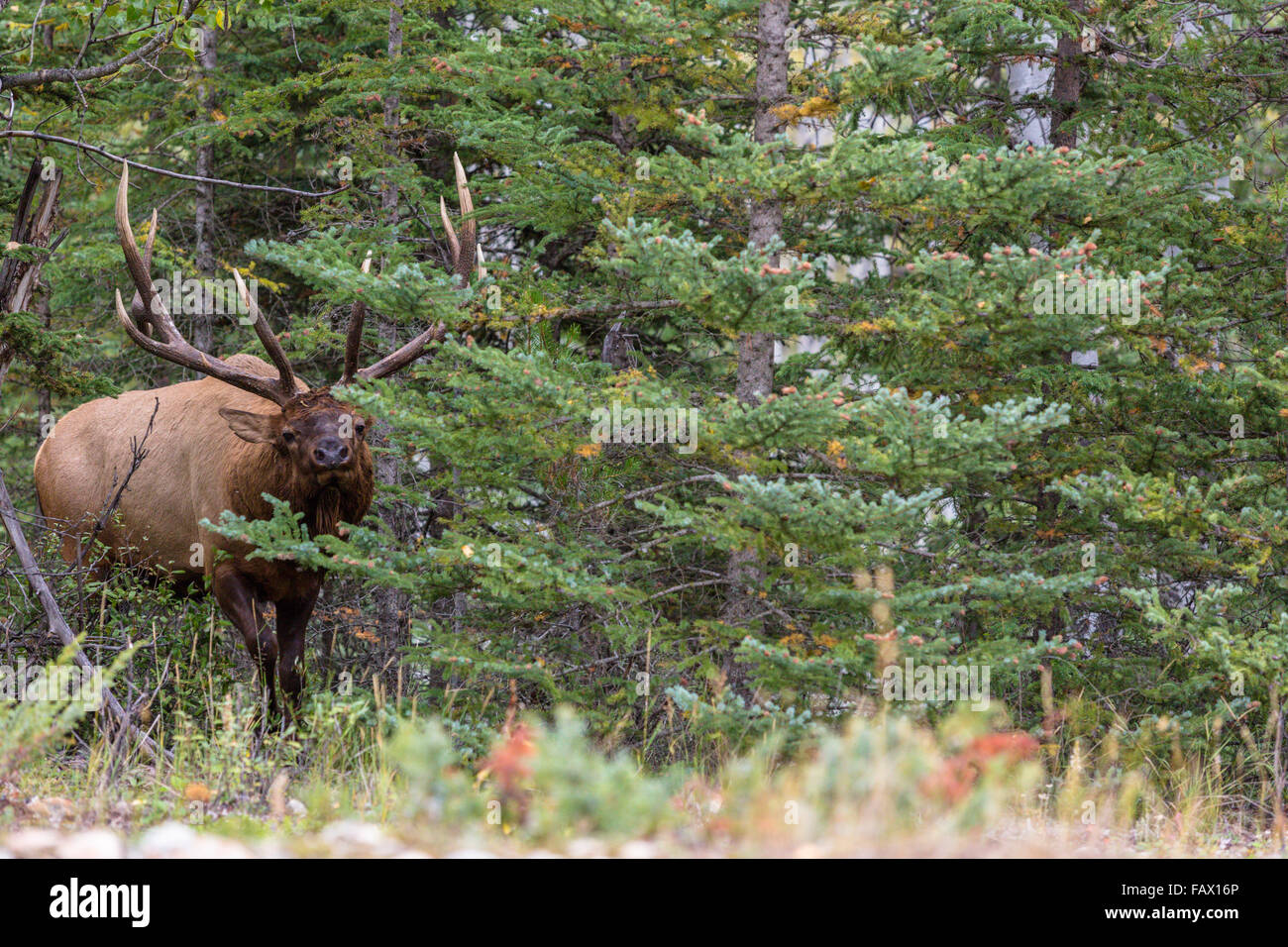 Wapiti Bull in the forest, Jasper Nationalpark, Elk, Cervus canadensis ...