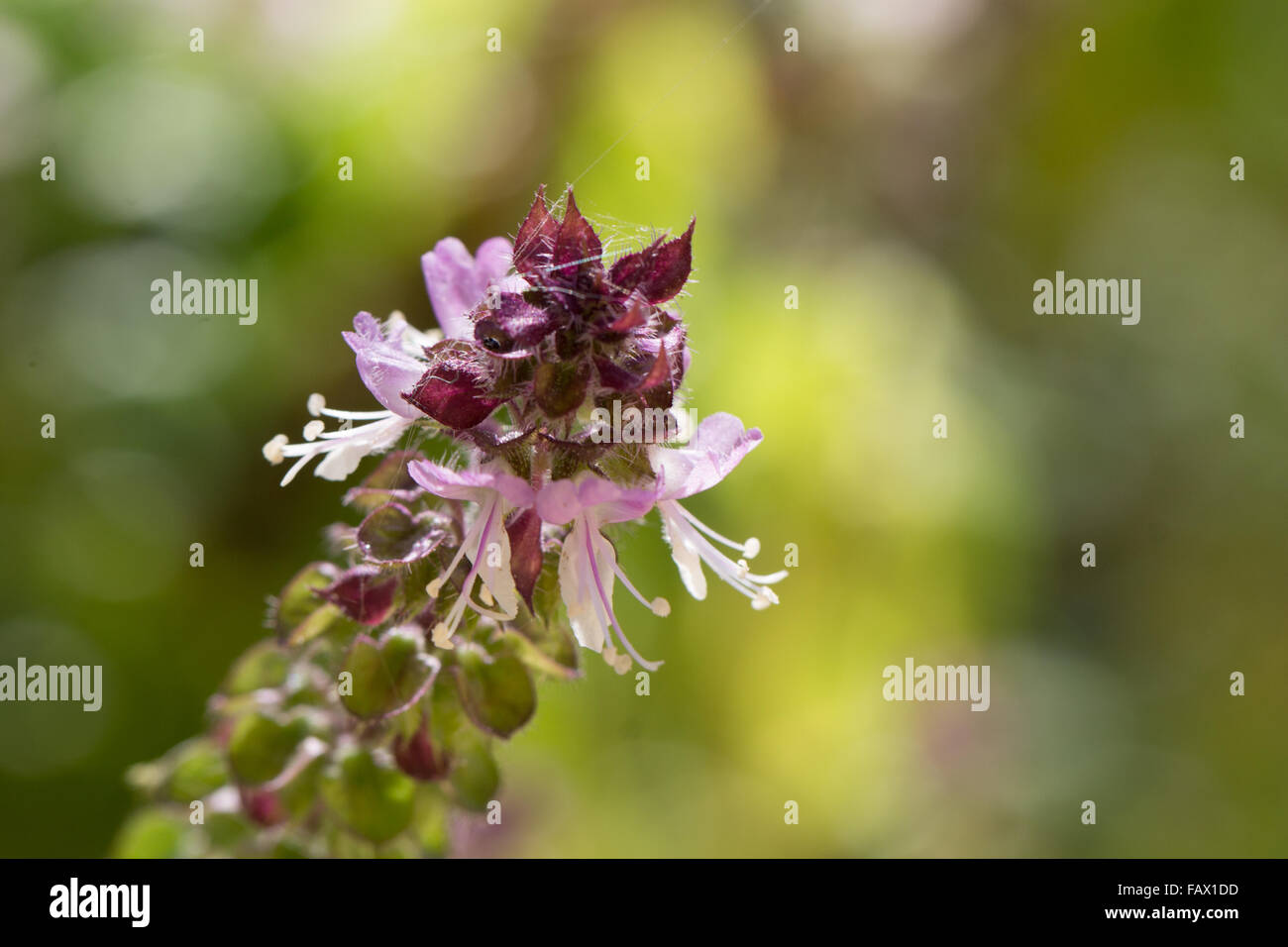 Lone flower hi-res stock photography and images - Alamy