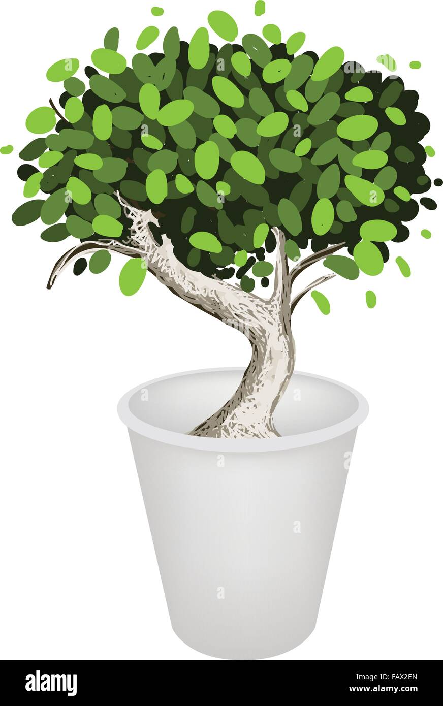 Japanese Poplar Tree High Resolution Stock Photography and Images - Alamy