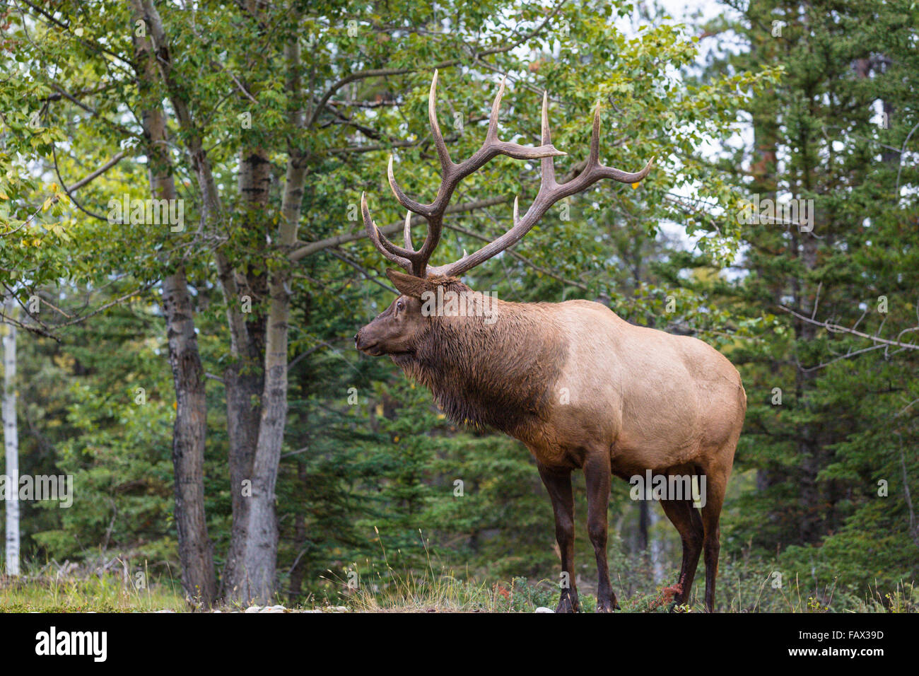 Wapiti Bull in Jasper Nationalpark, Elk, Cervus canadensis, Jasper ...
