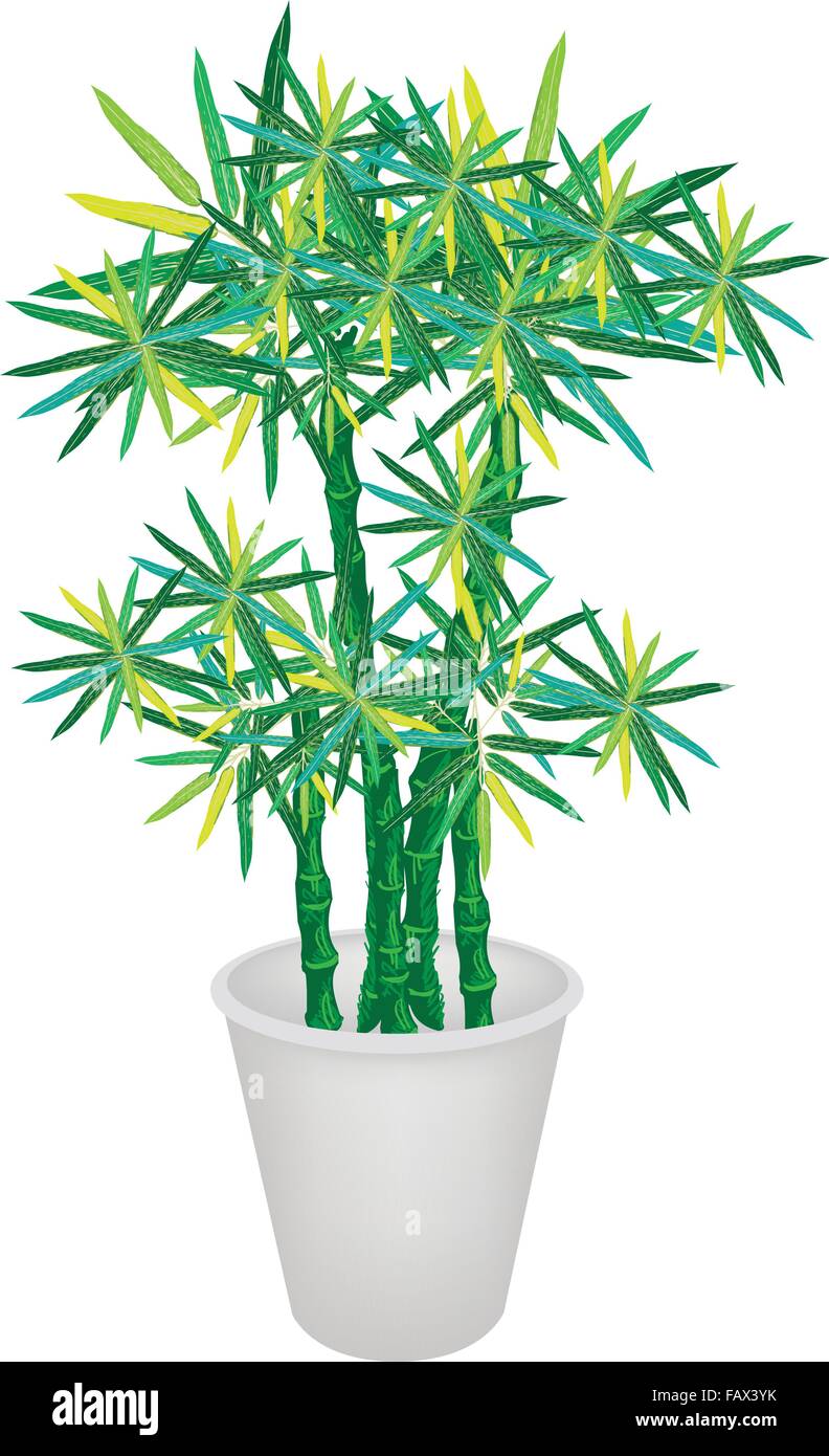 An Illustration of Landscaping Tree Symbol or Isometric Tree of Bamboo ...