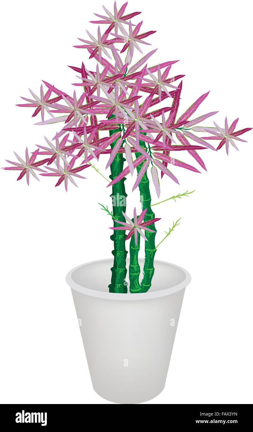 An Illustration of Landscaping Tree Symbol or Isometric Tree of Bamboo ...