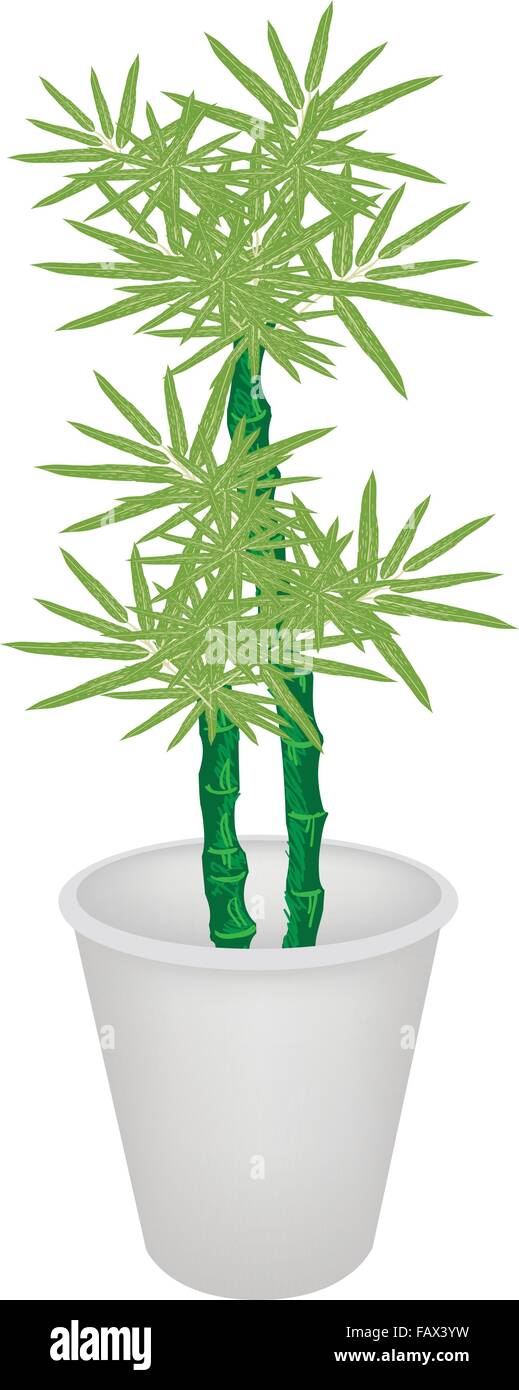 An Illustration of Landscaping Tree Symbol or Isometric Tree of Bamboo ...