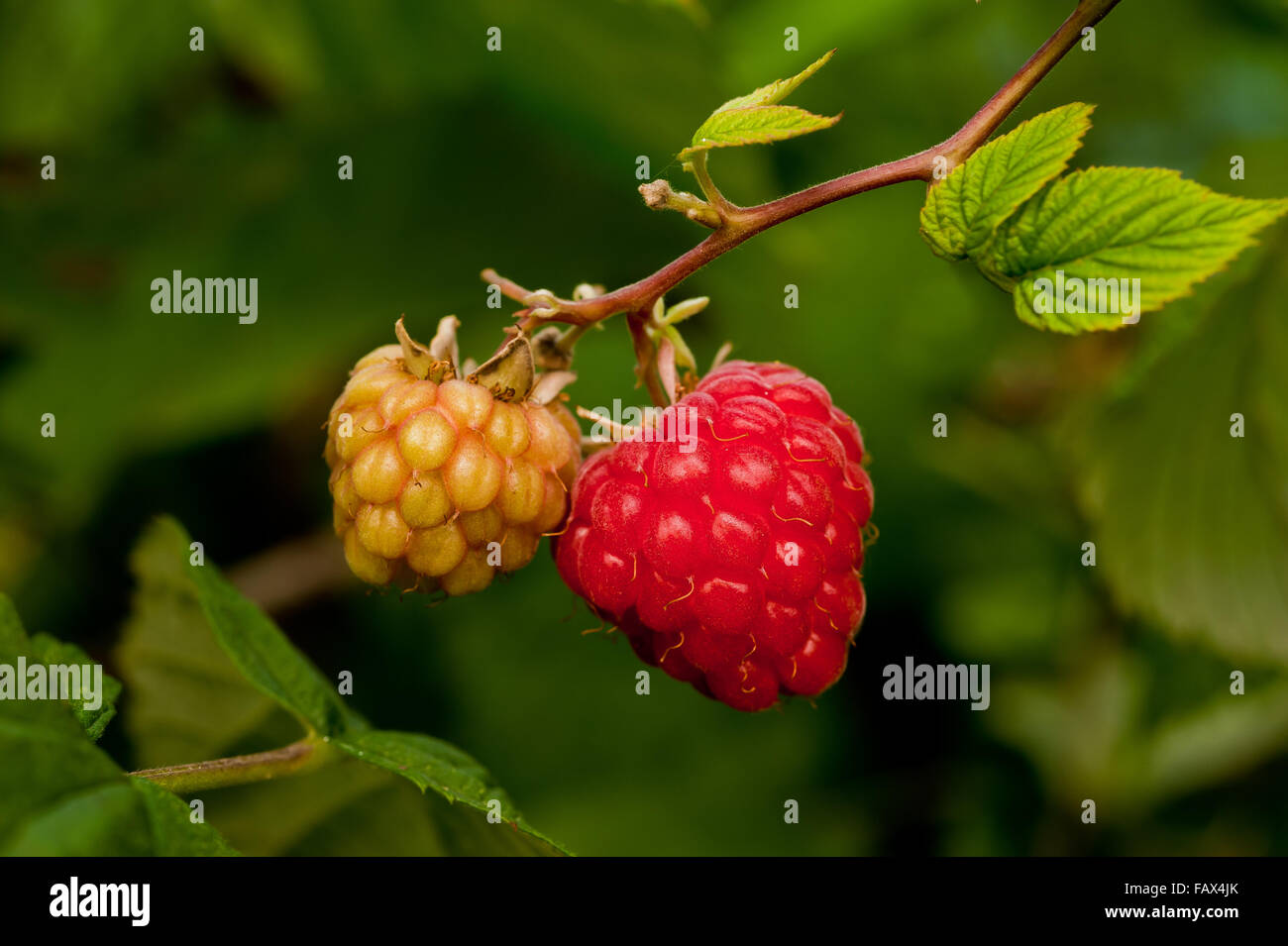 Raspberry plantation hi-res stock photography and images - Alamy