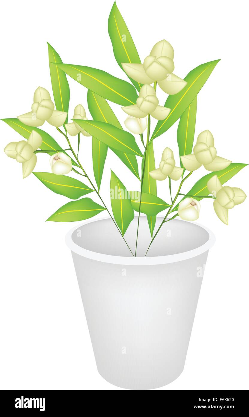 Beautiful Flower, An Illustration White Color of Ylang-Ylang Flowers in ...