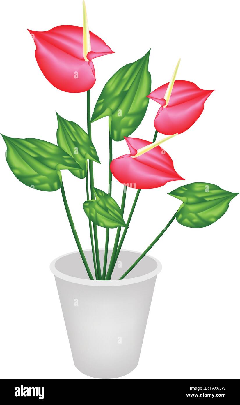 Red heart shaped anthurium Stock Vector Images - Alamy