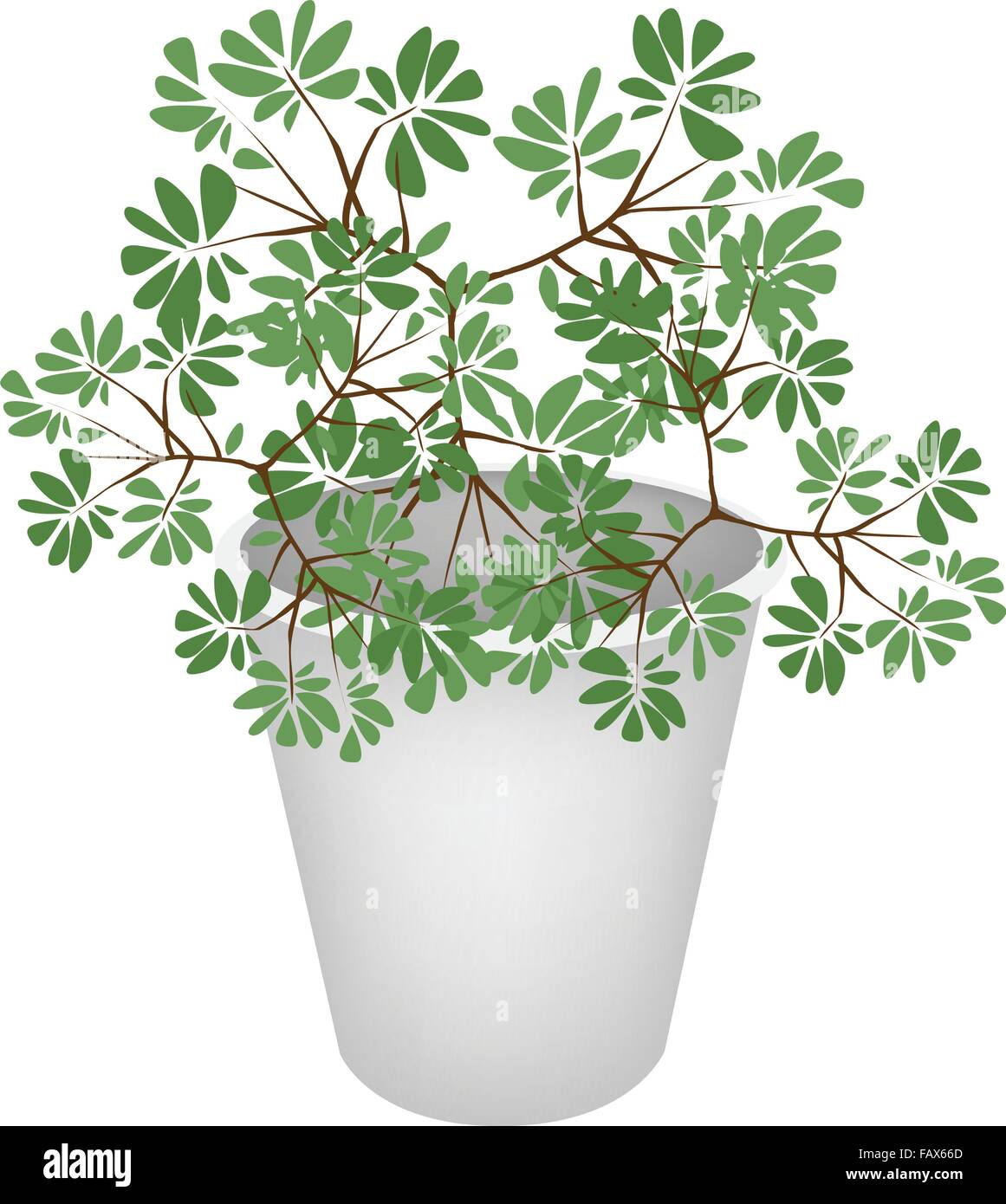 Terminalia trees hi-res stock photography and images - Alamy