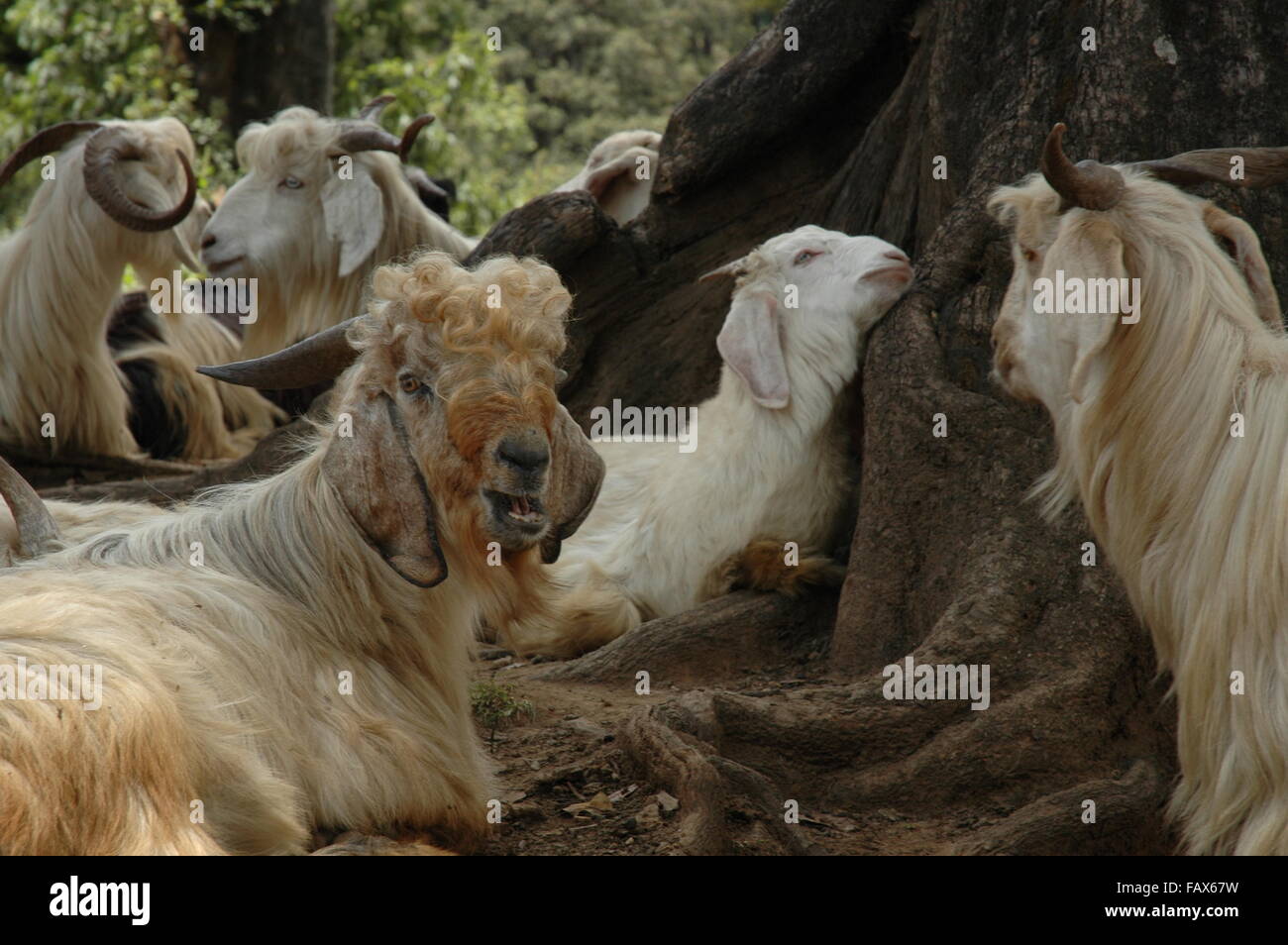Himalayan goat hi-res stock photography and images - Alamy