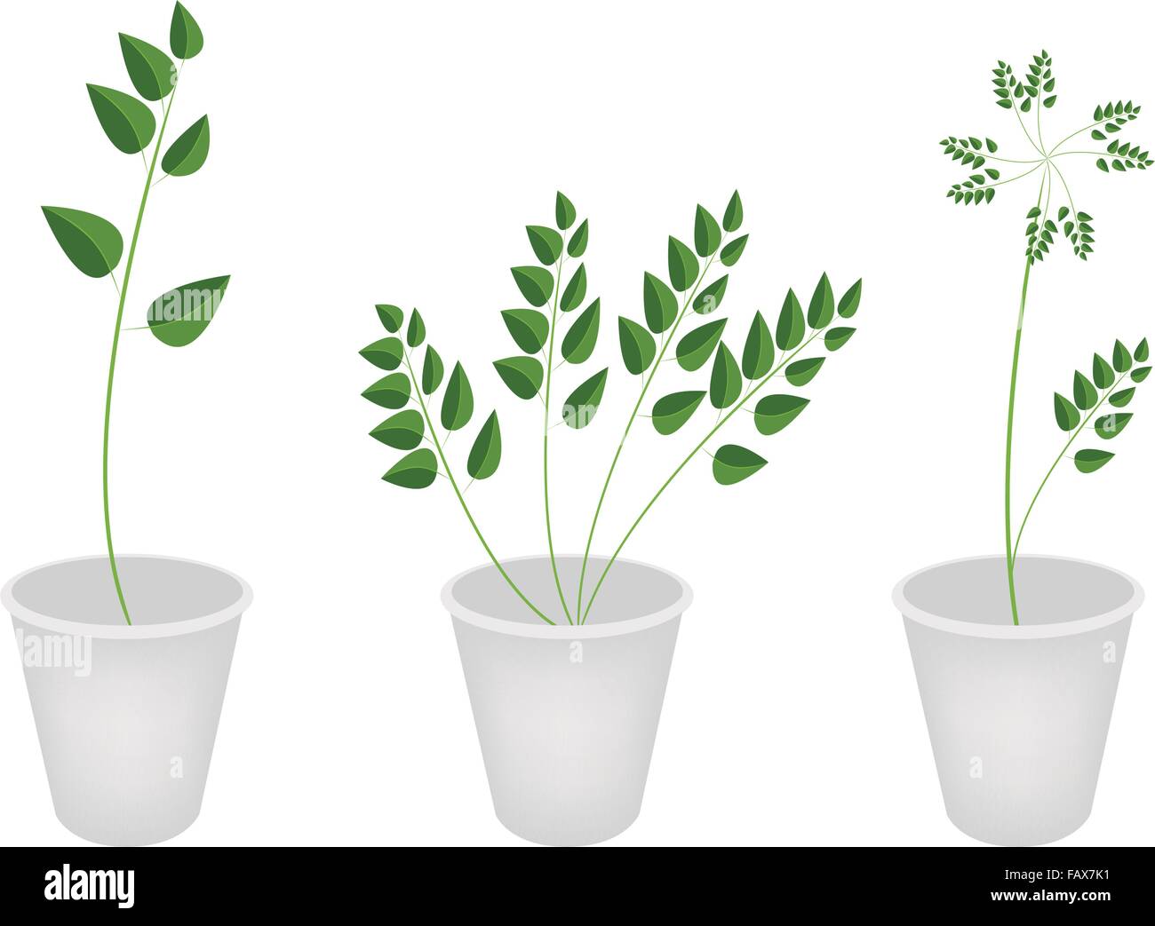 Evergreen ferns in pot Stock Vector Images - Alamy