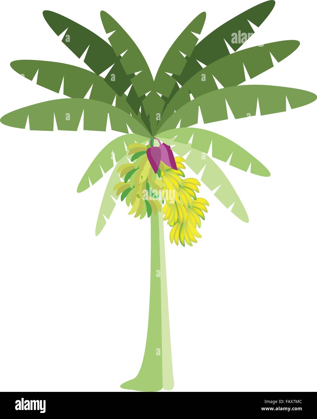 Banana Tree Plant Vector