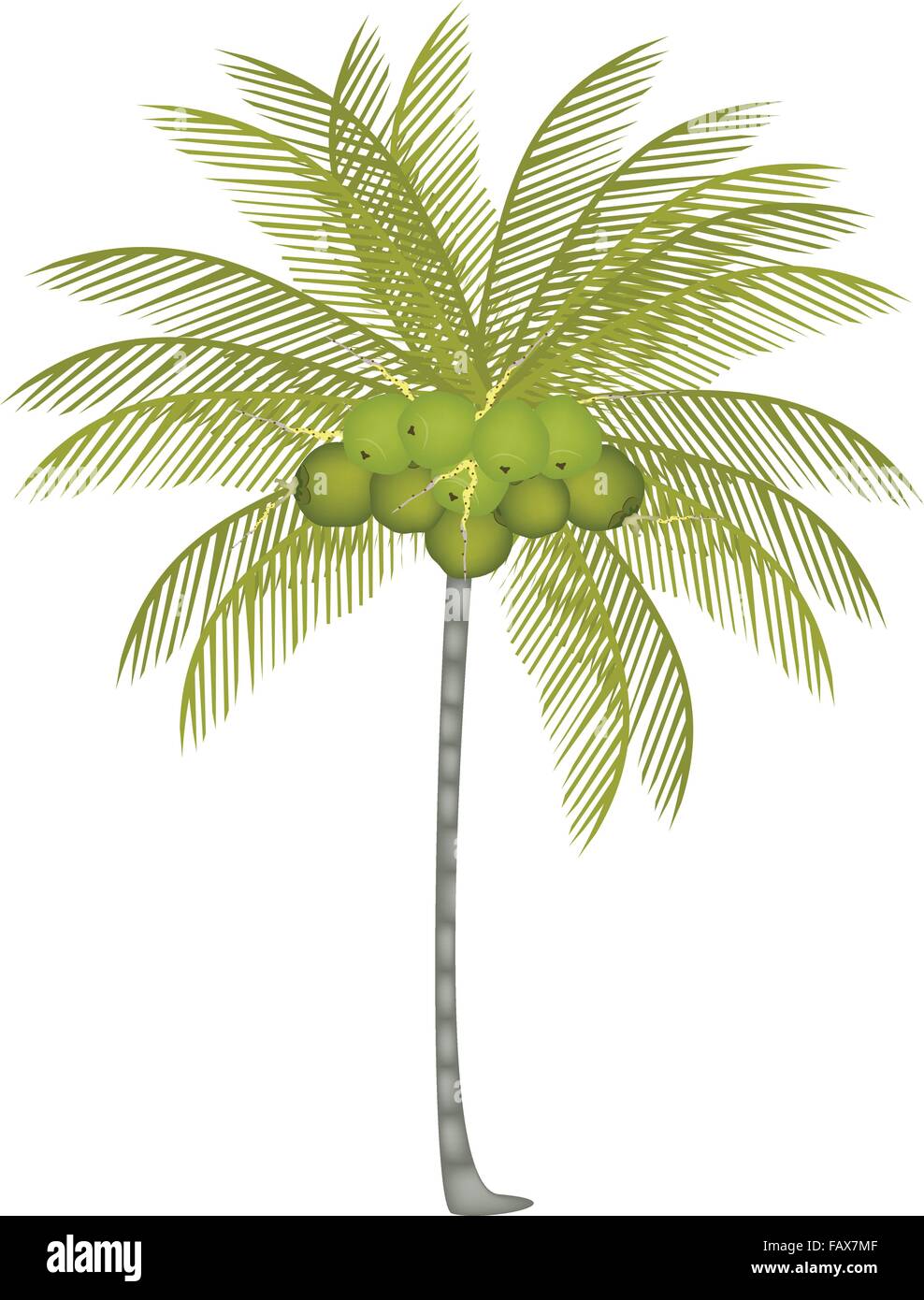 Ecological Concept, An Illustration of Beautiful Fresh Coconuts with ...