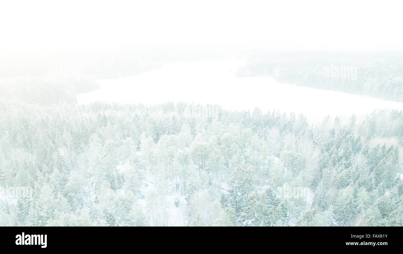 Winter haze in the forest Stock Photo - Alamy