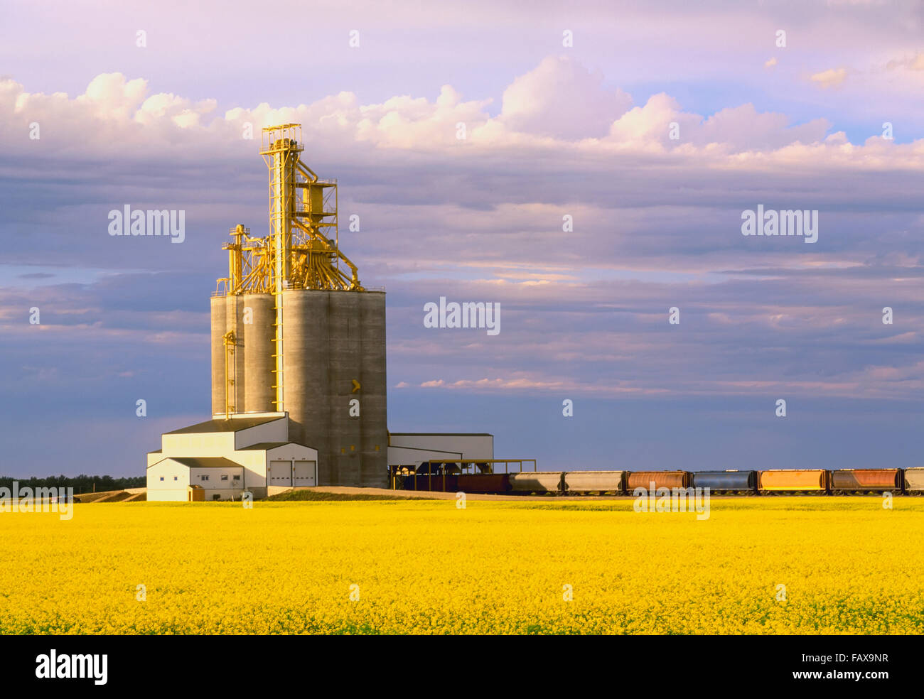 Terminal bloom hi-res stock photography and images - Alamy