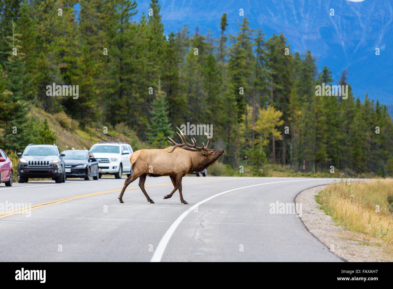 Bull on the street hi-res stock photography and images - Alamy