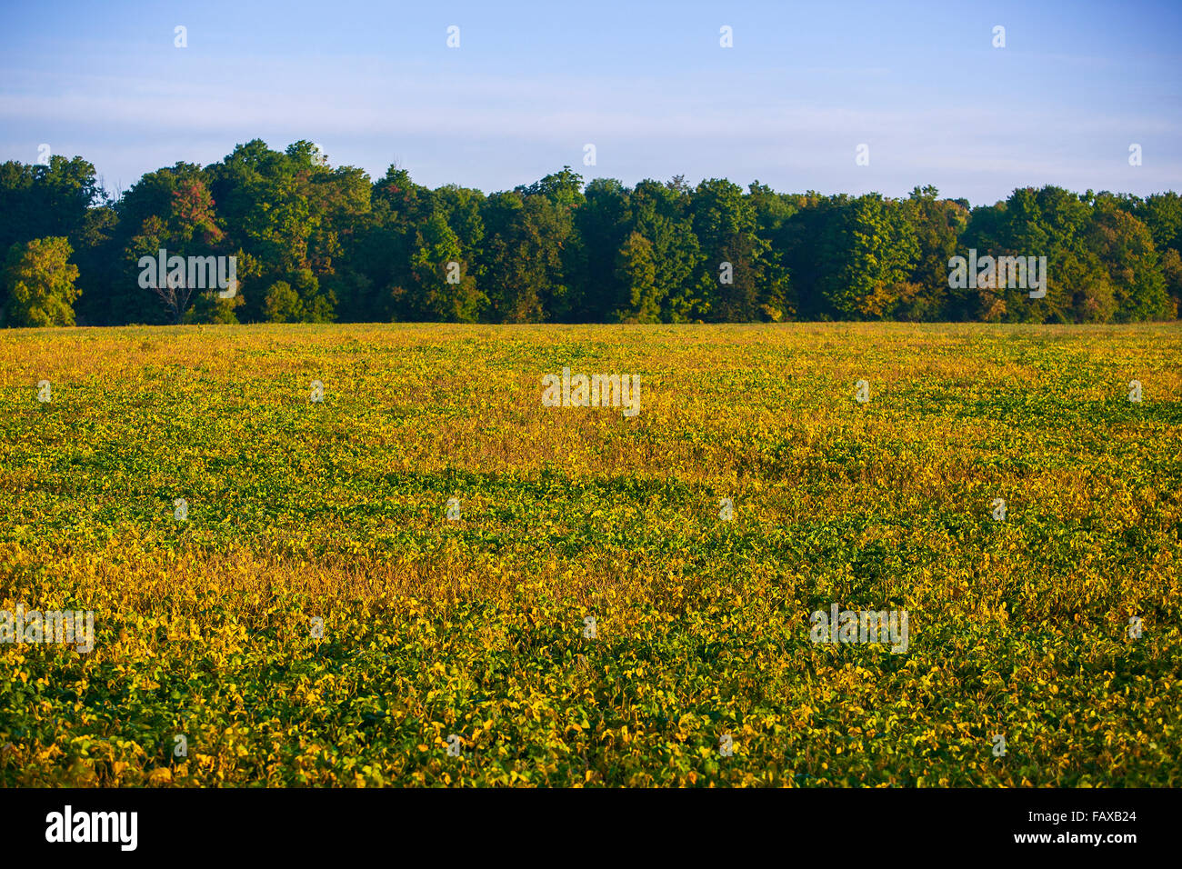 Bean field; Bradford, Ontario, Canada Stock Photo - Alamy