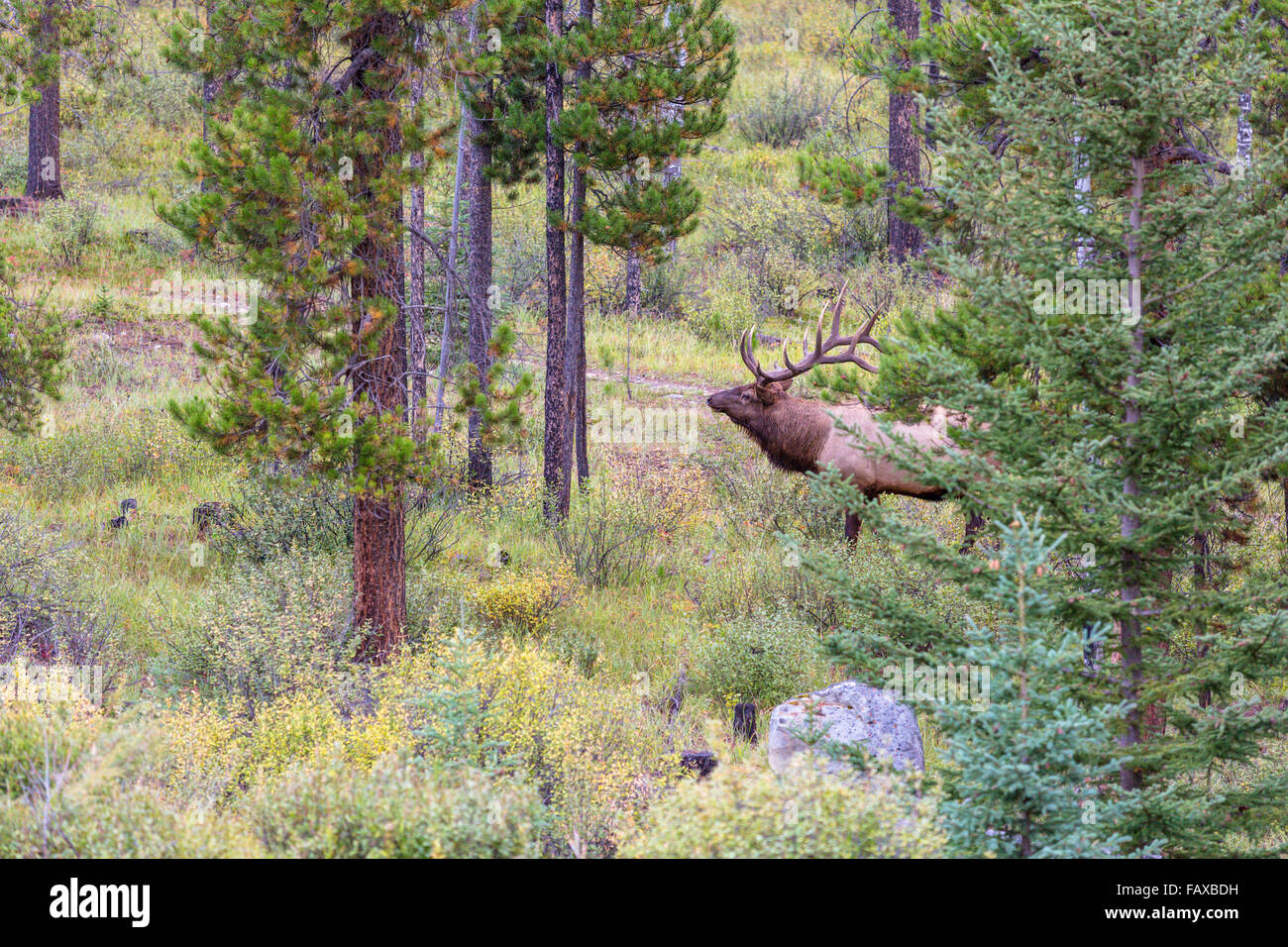 Wapiti Bull in the forest, Jasper Nationalpark, Elk, Cervus canadensis ...