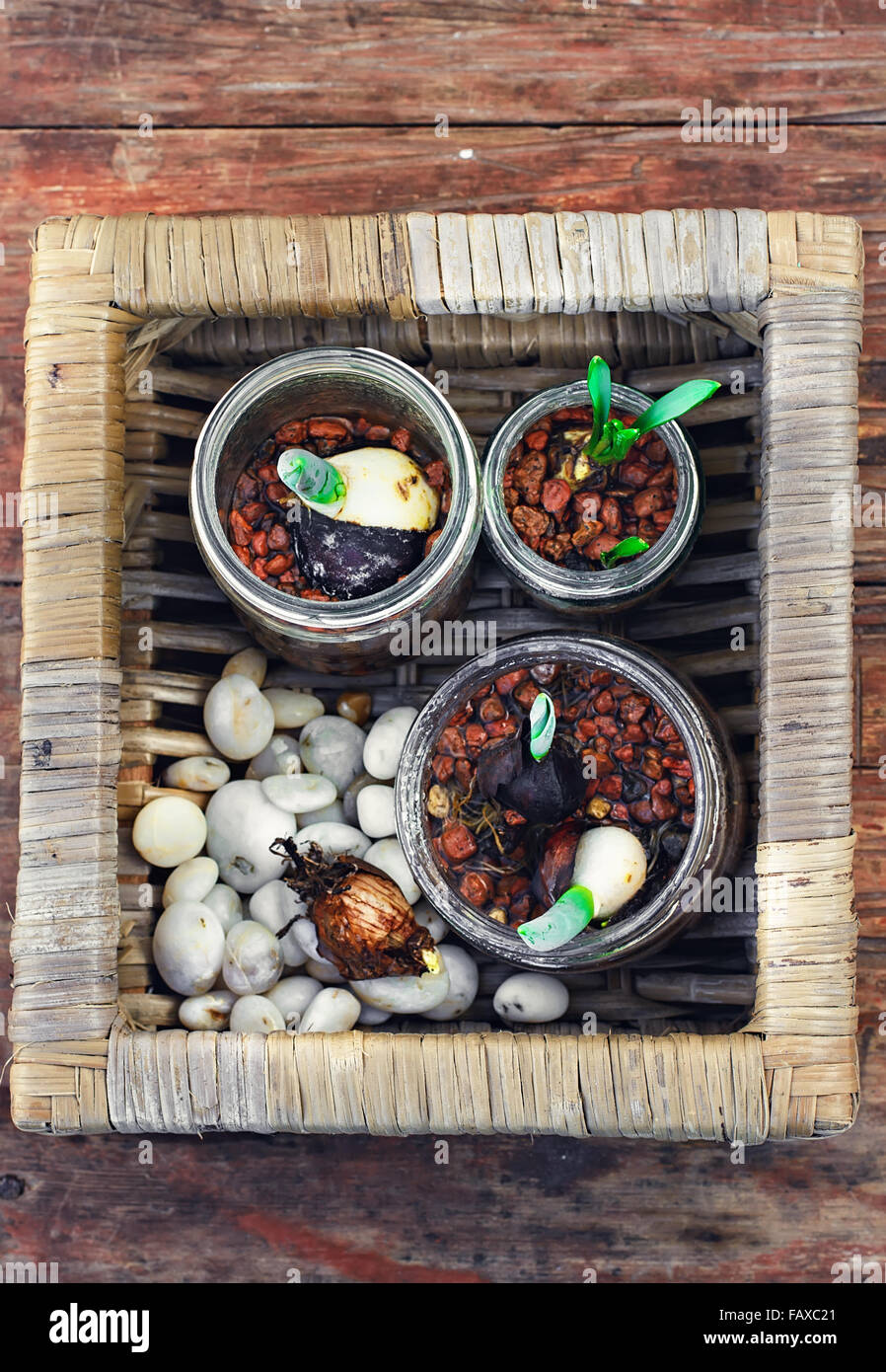 Sprouts germinated plants in spring in a wooden box Stock Photo - Alamy