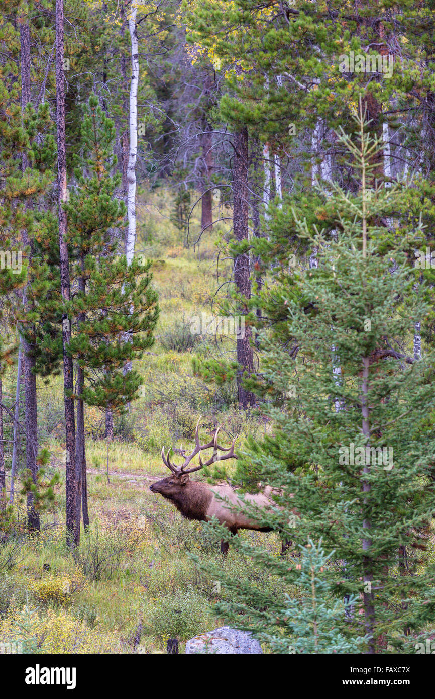 Wapiti Bull in the forest, Jasper Nationalpark, Elk, Cervus canadensis ...