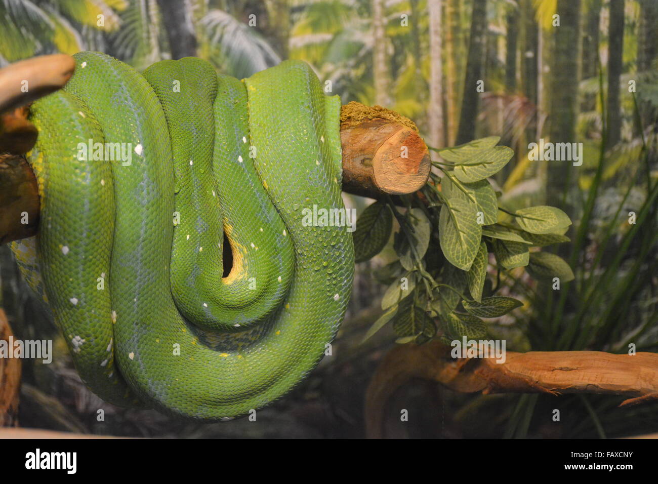 Creepy snake hi-res stock photography and images - Alamy