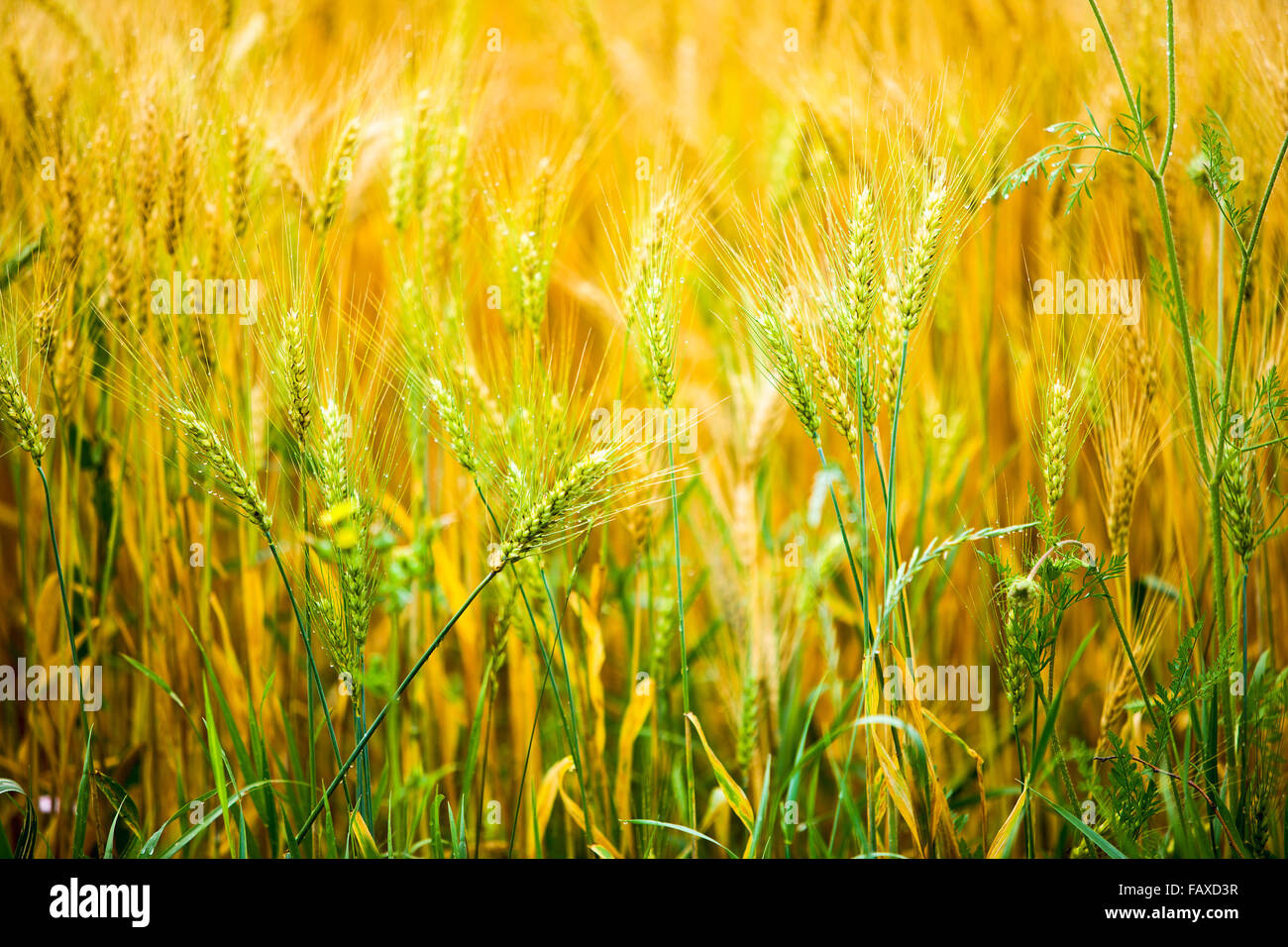 Barley field; Bradford, Ontario, Canada Stock Photo - Alamy