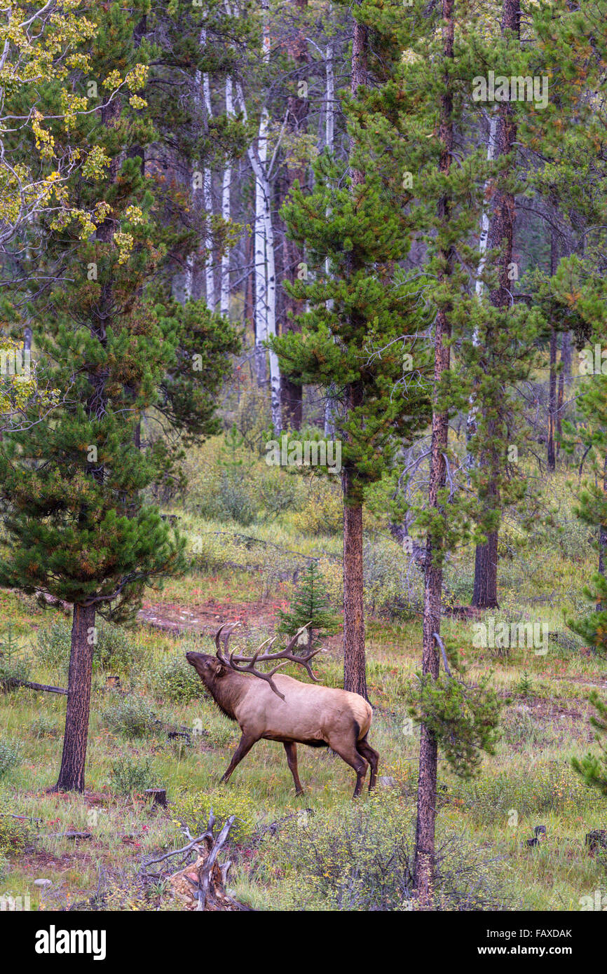 Wapiti Bull in the forest, Jasper Nationalpark, Elk, Cervus canadensis ...