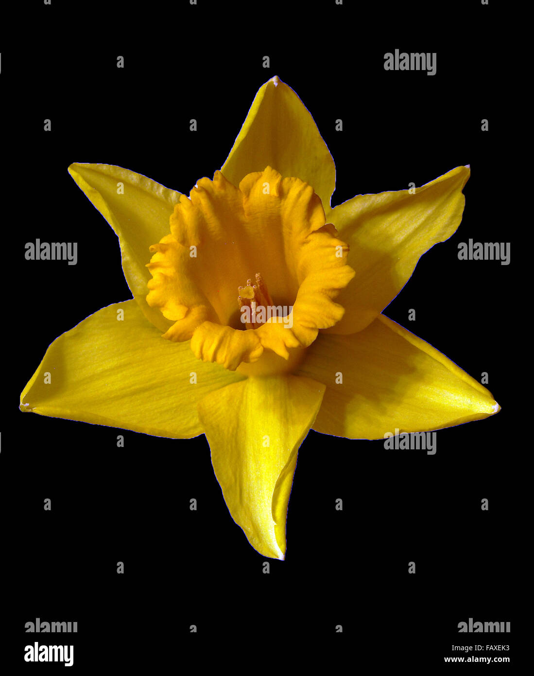 daffodils,spring flowers,black background,flowers isolated,flowers ...