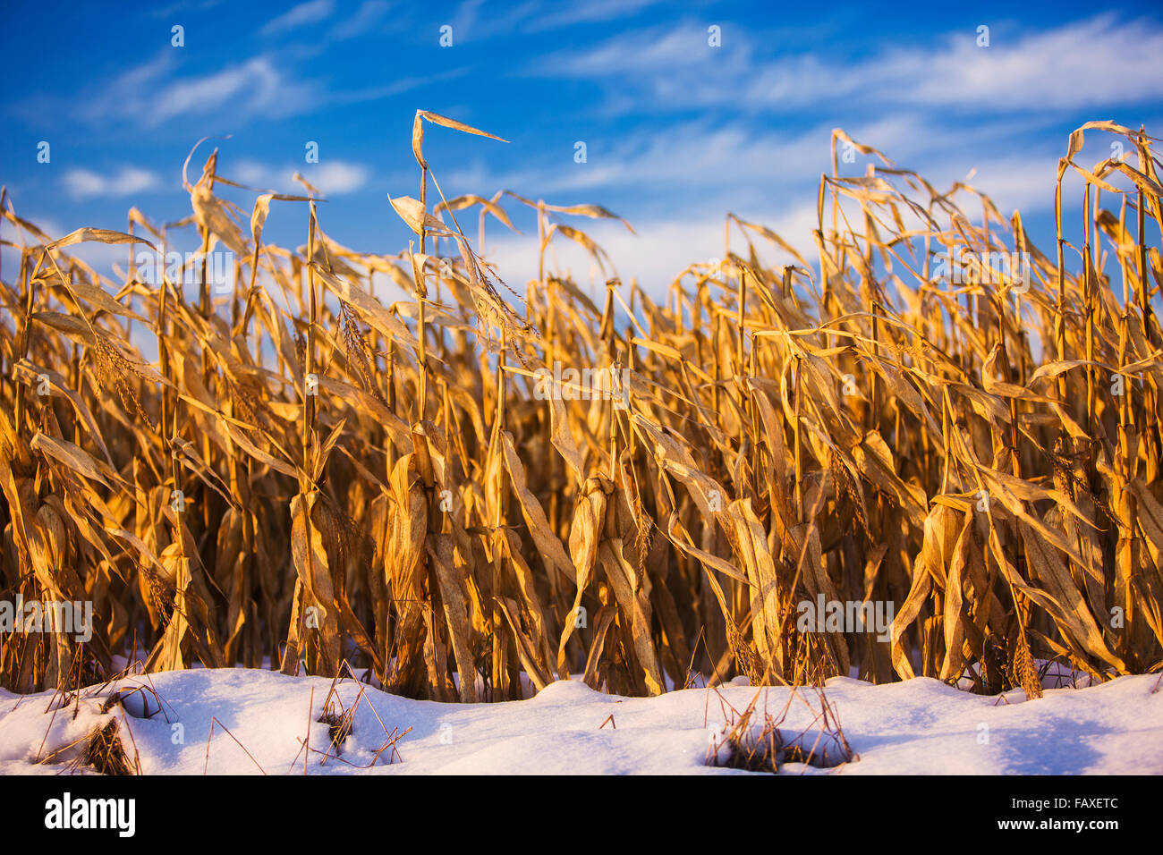 Corn field in winter; Bradford, Ontario, Canada Stock Photo - Alamy