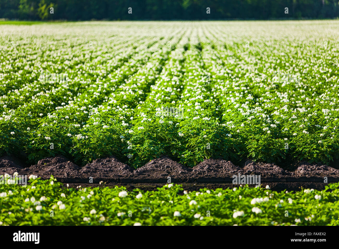 Canada potato hi-res stock photography and images - Alamy