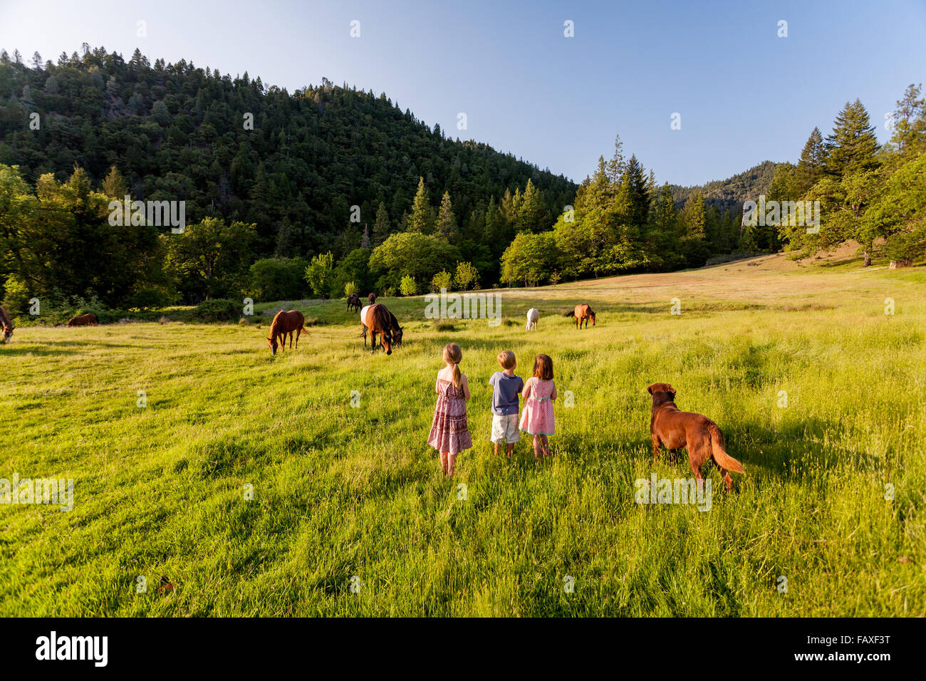 Children & dog watching free range horses in pasture, Bar 717 Ranch ...
