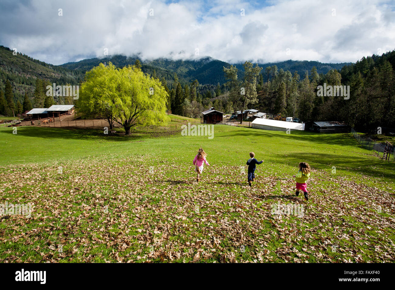 Children running in pasture, Bar 717 Ranch, Northern California Stock ...