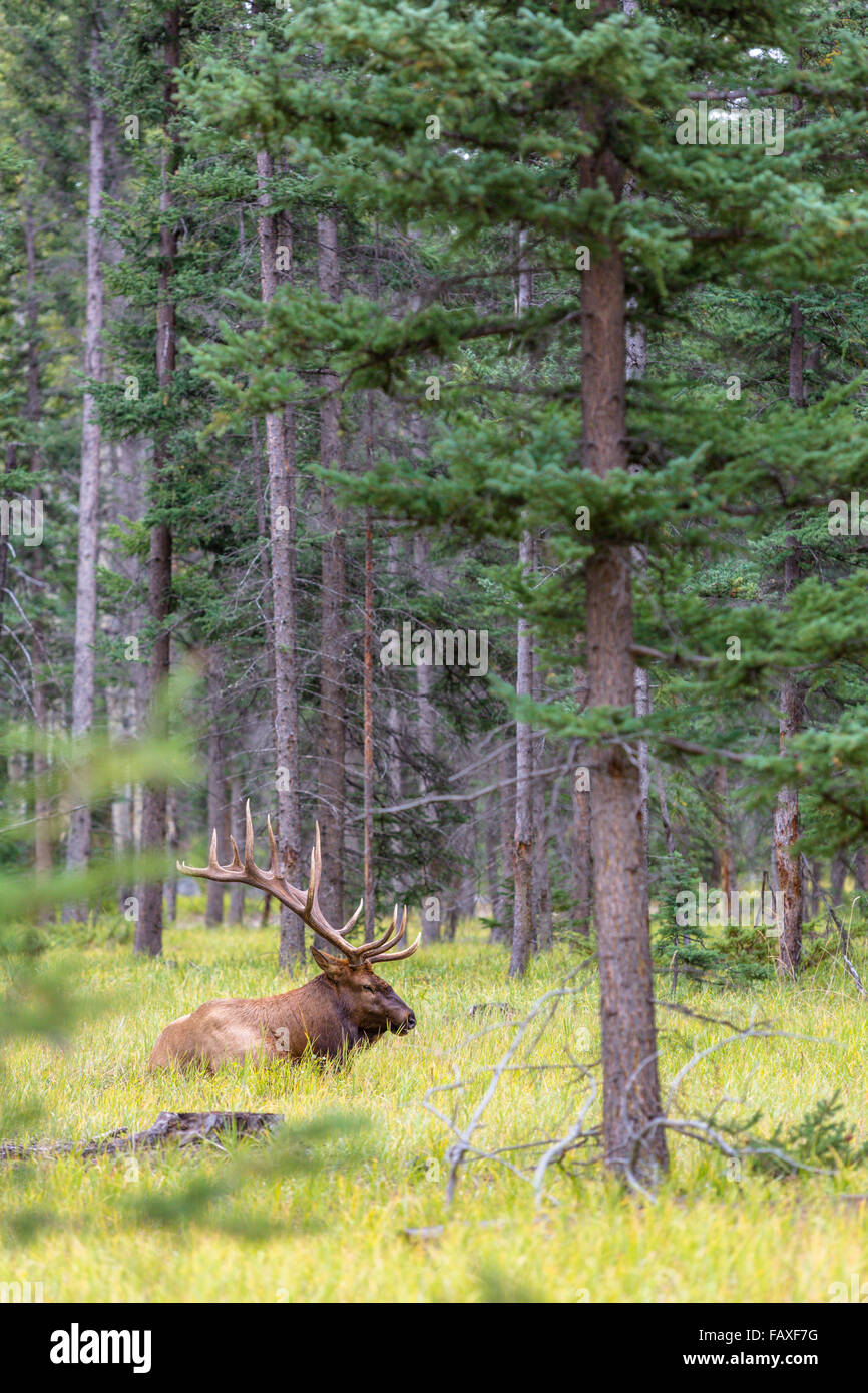 Wapiti Bull in the forest, Jasper Nationalpark, Elk, Cervus canadensis ...