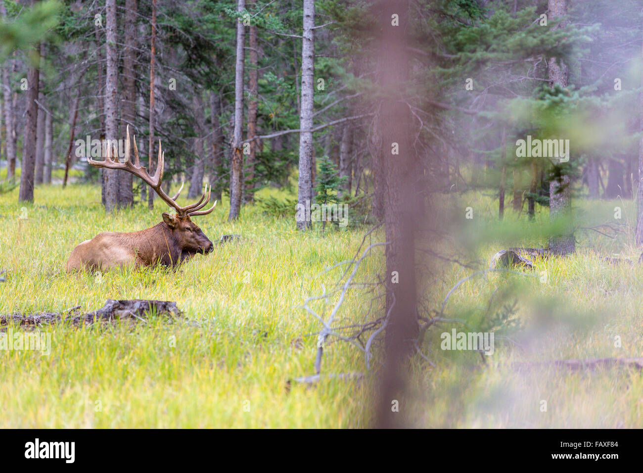 Wapiti Bull in the forest, Jasper Nationalpark, Elk, Cervus canadensis ...