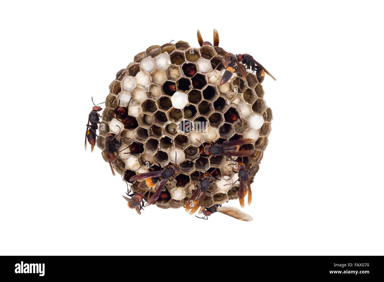 Wasp nest isolated on white, with wasps working and feeding the larvae ...