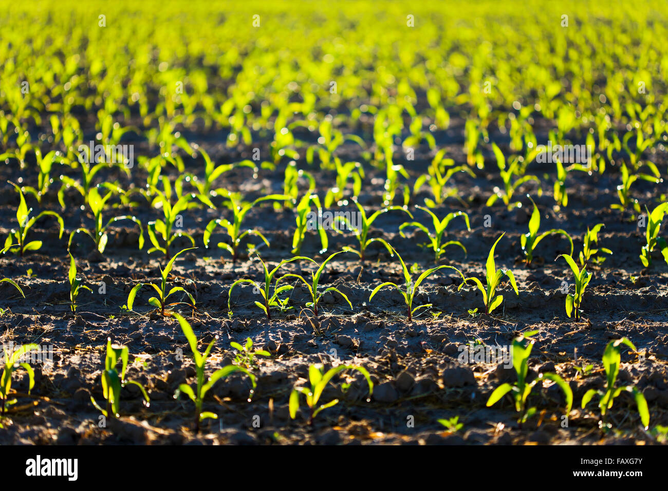 Corn field; Bradford, Ontario, Canada Stock Photo - Alamy