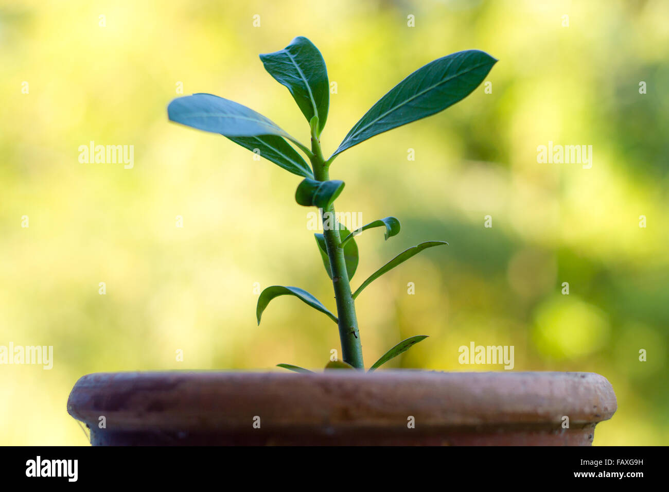 Growing concept: Close up of Young Adenium Obesum trees Stock Photo - Alamy