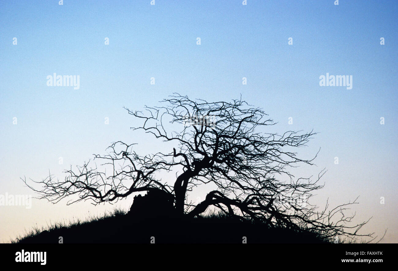 Big Island, Hawaii, silhouette of Kiawe tree in South Kohala at dawn ...