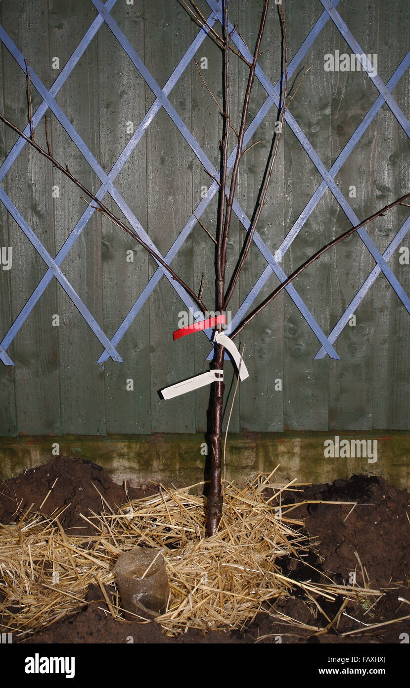 Prunus cerasus trained hi-res stock photography and images - Alamy