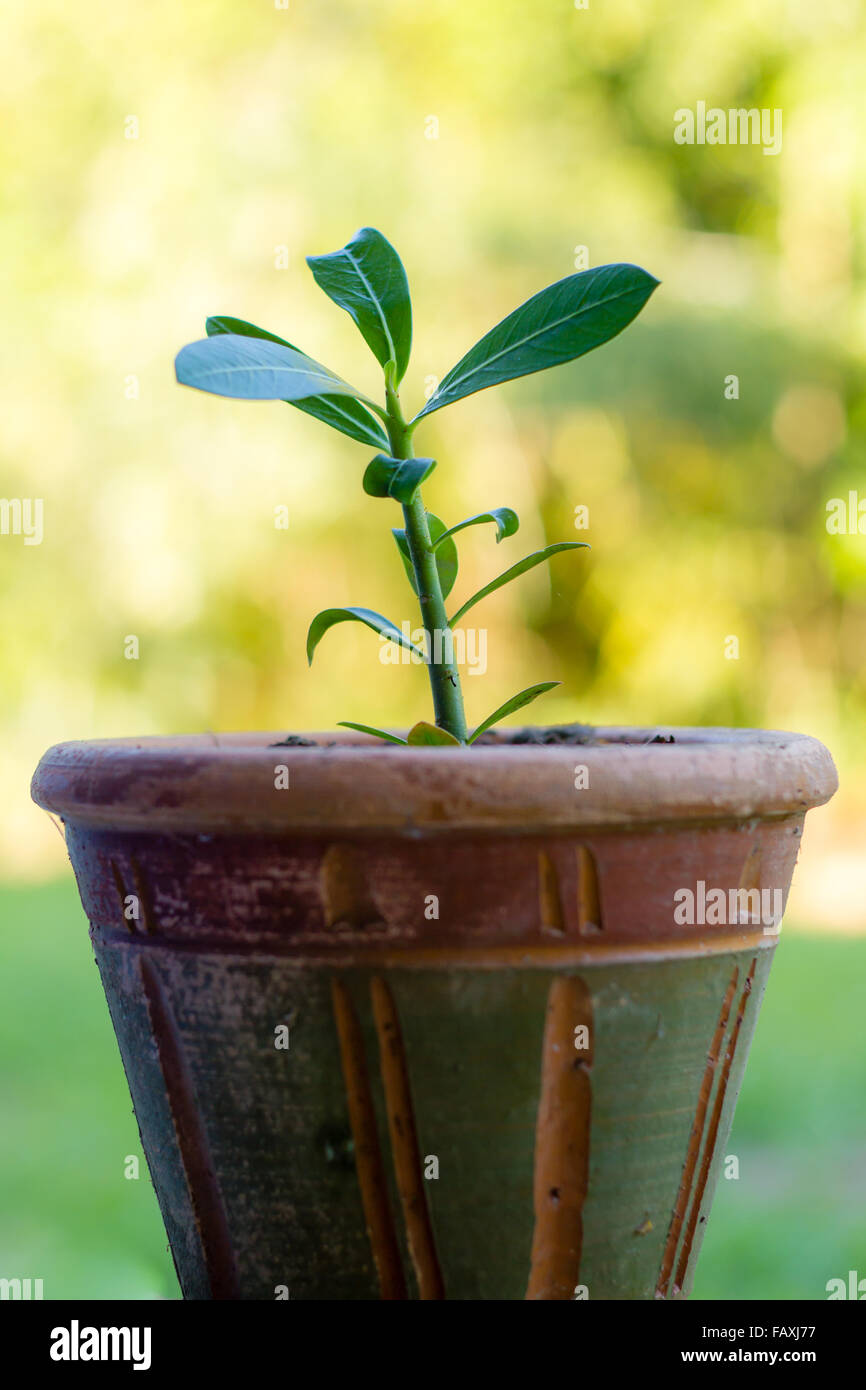 Young adenium obesum hi-res stock photography and images - Alamy