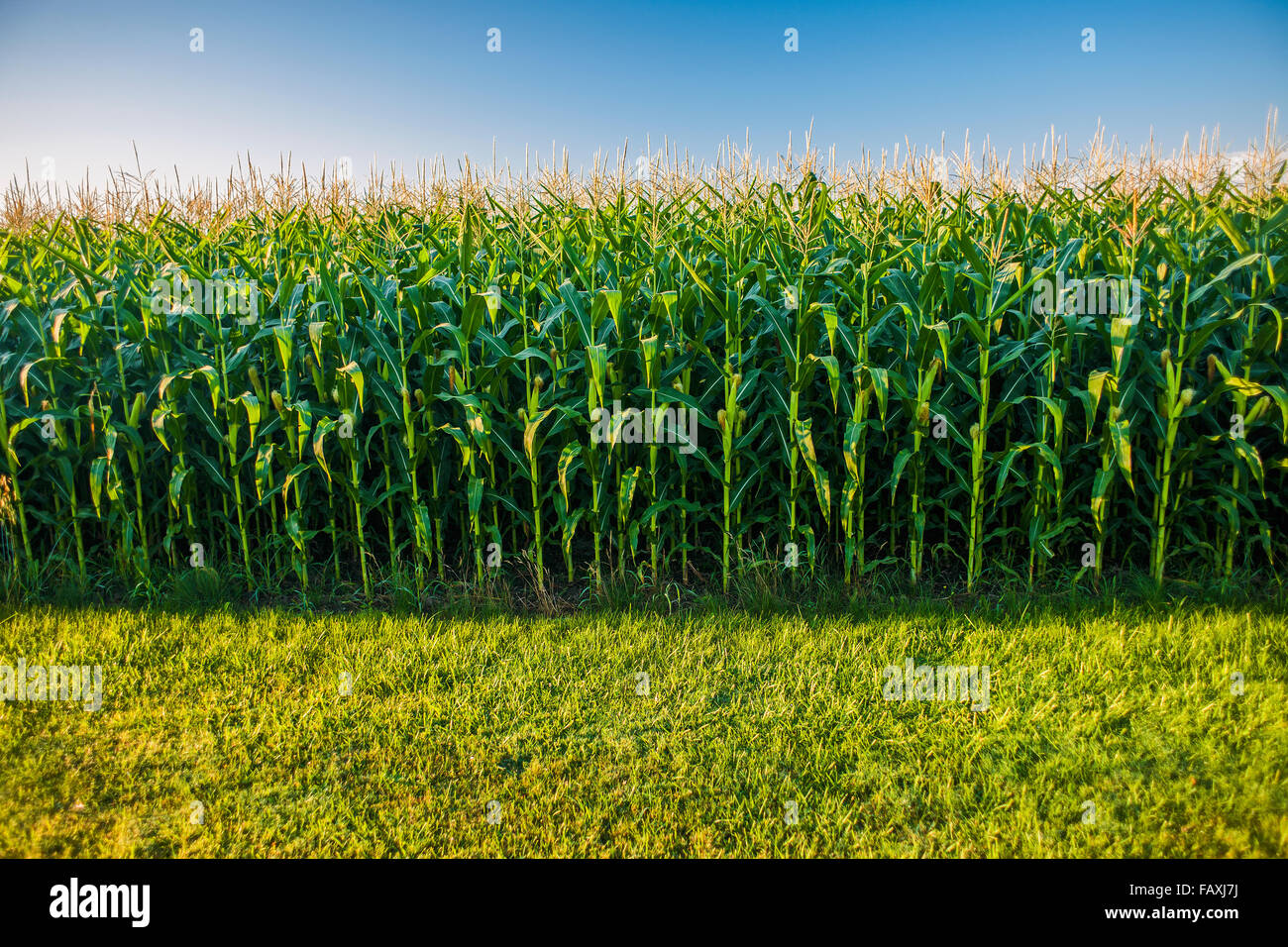 Corn field; Bradford, Ontario, Canada Stock Photo - Alamy