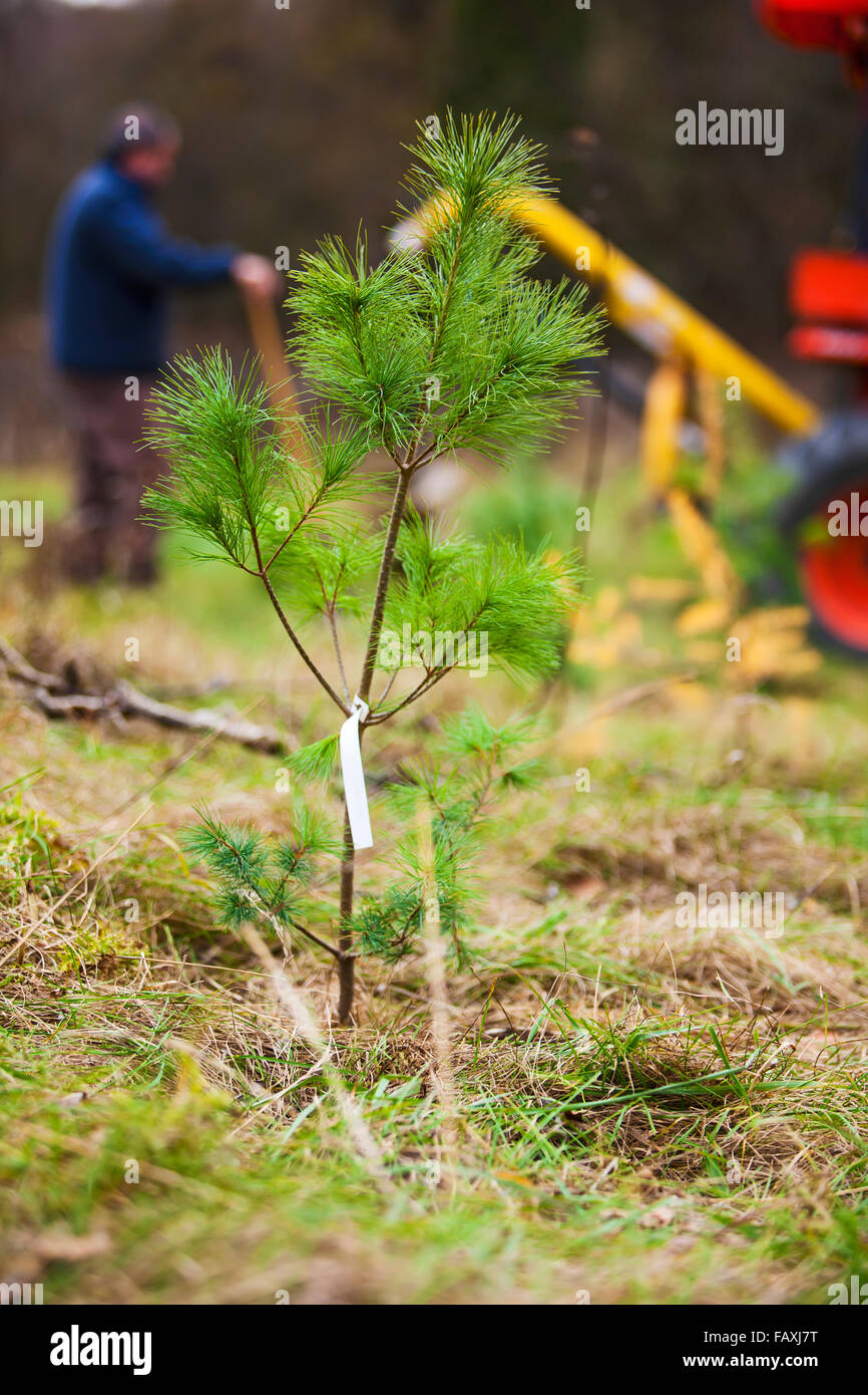 Planting white pine and other trees and shrubs along Scanlon Creek ...