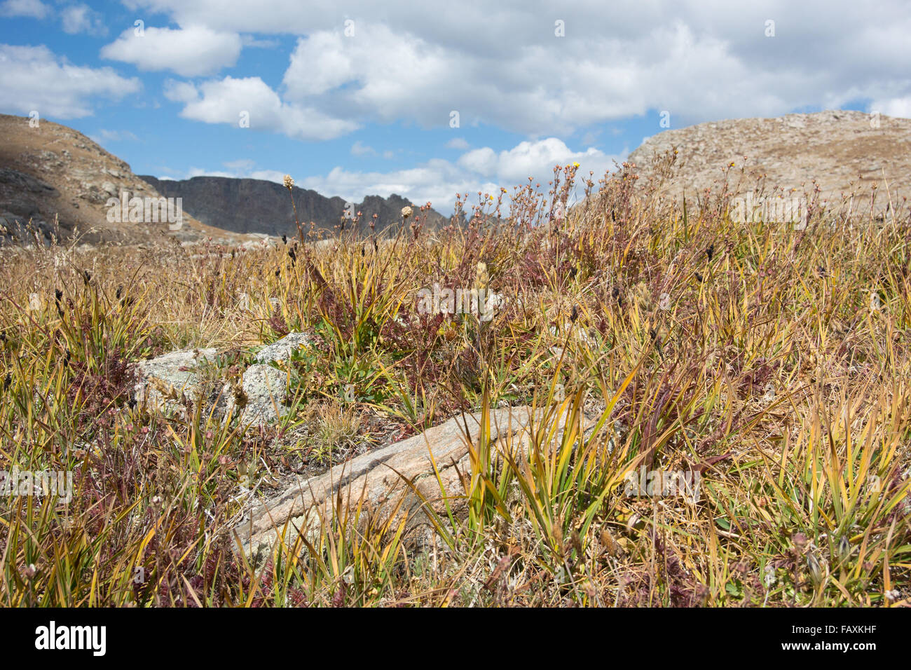 Dry brush and rocks in front of peaks in the Colorado mountains Stock ...