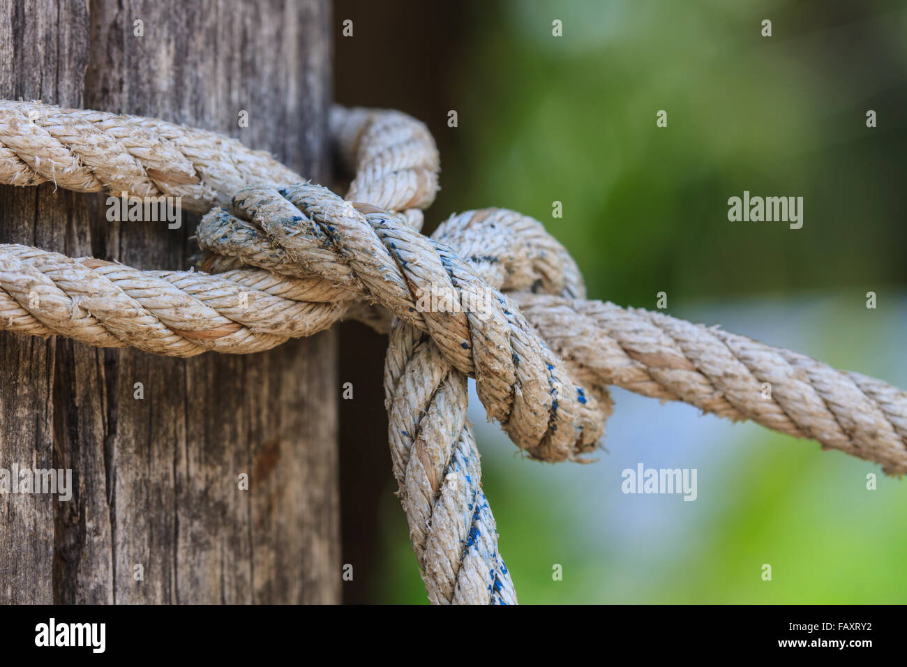 closeup knot of thick rope tied around a wooden stake Stock Photo - Alamy