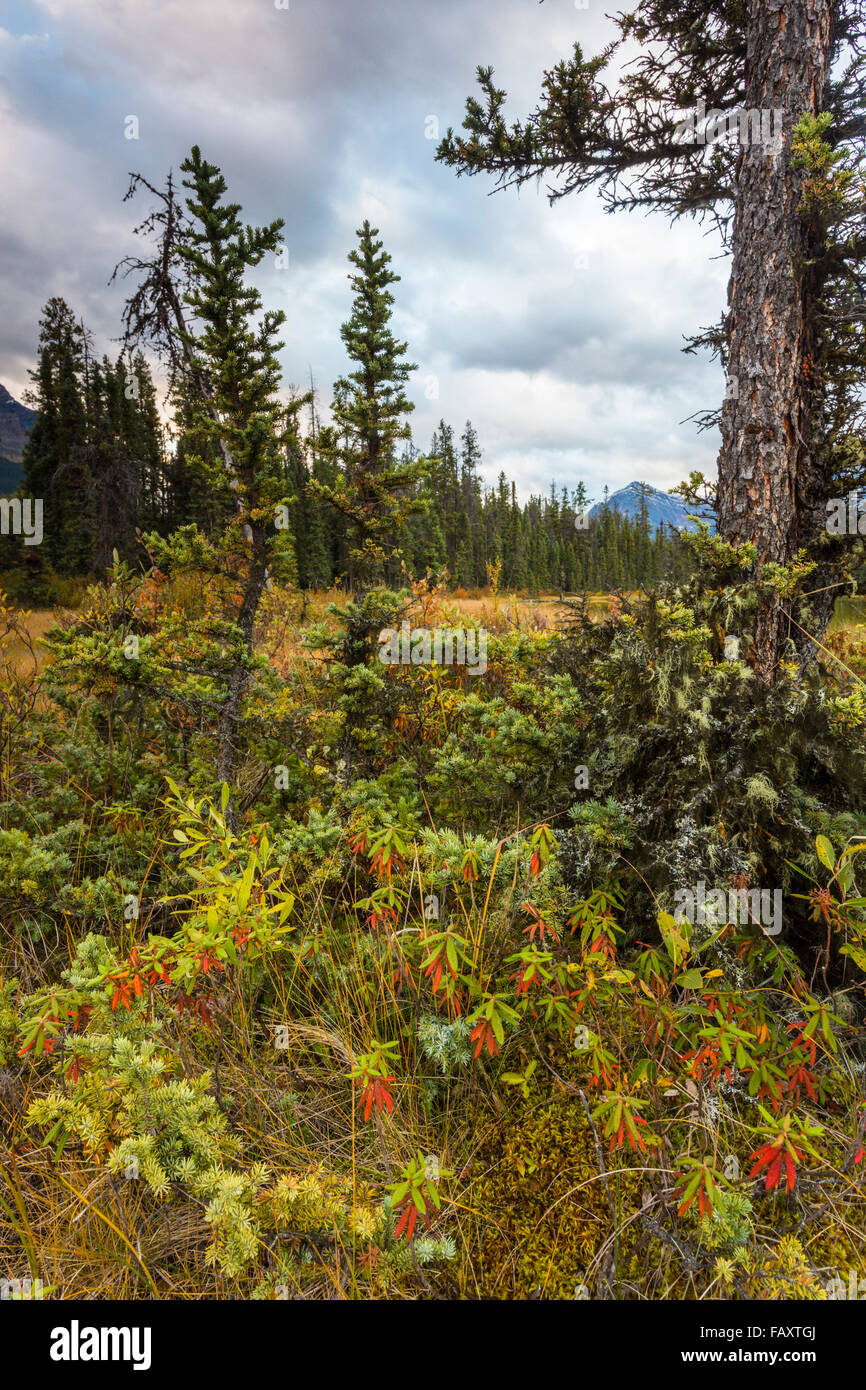 Fryatt Ponds, Vegetation, Jasper Nationalpark, Alberta, Canada Stock ...