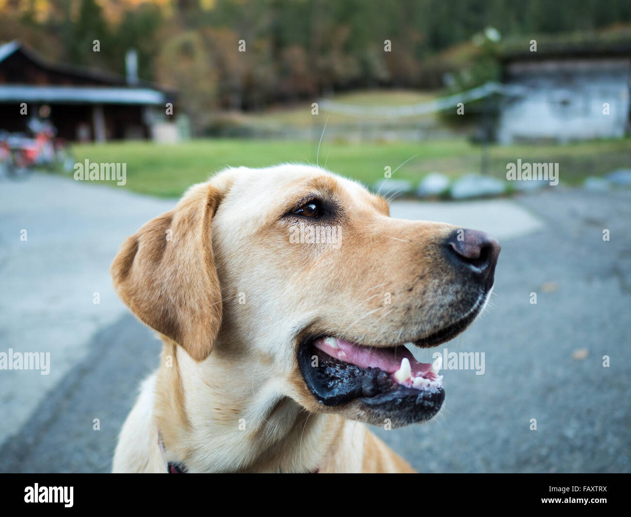 Yellow Labrador retriever, Bar 717 Ranch, CA Stock Photo - Alamy
