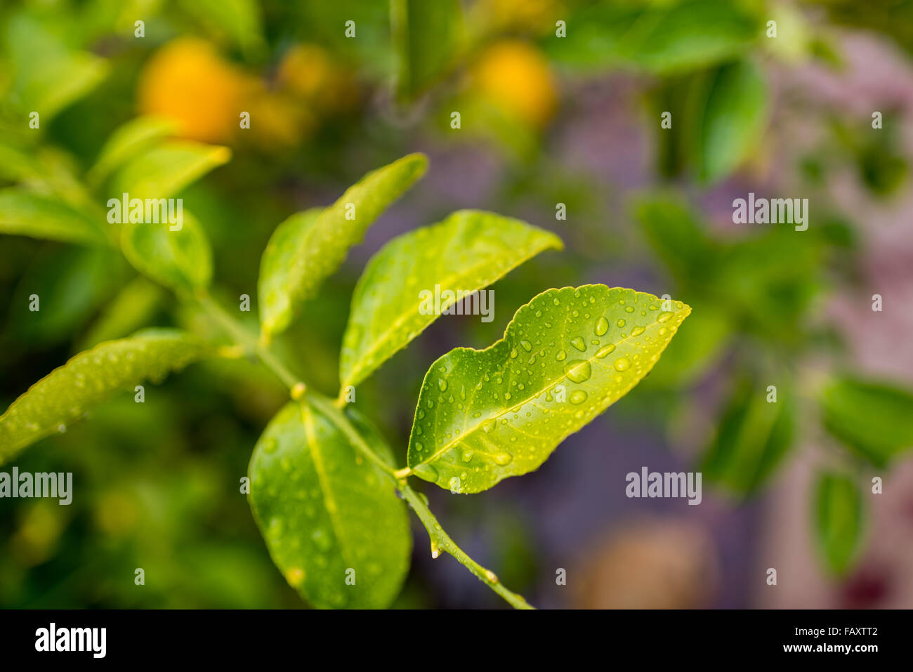 Lemon tree leaves hi-res stock photography and images - Alamy